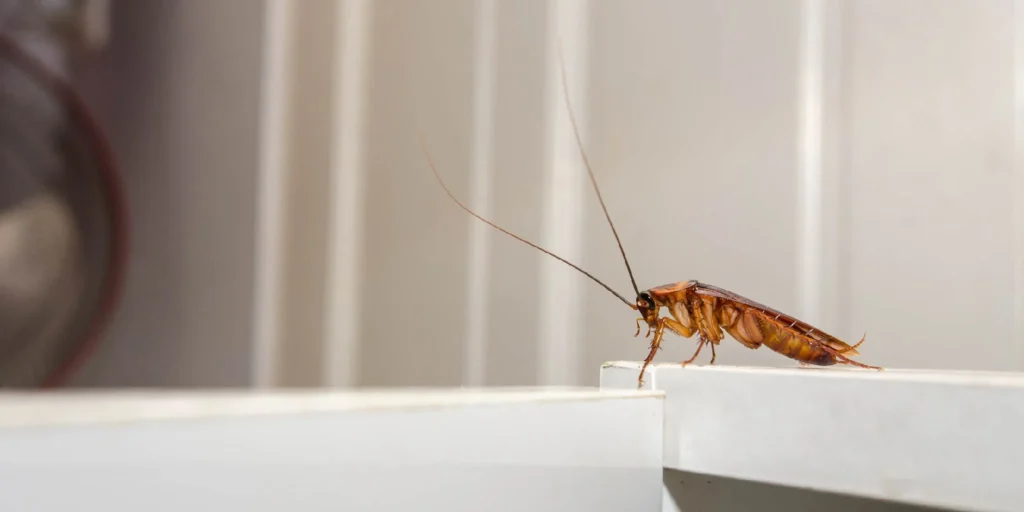 How to Clean Roach Infested House? | ProClean